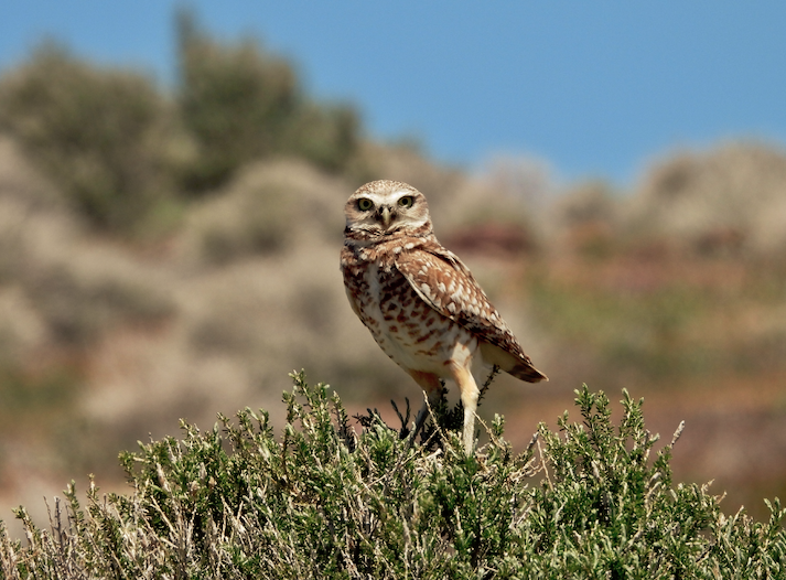 McDermitt Caldera Sagebrush Sea ACEC Proposal with Addendum | WildLands ...